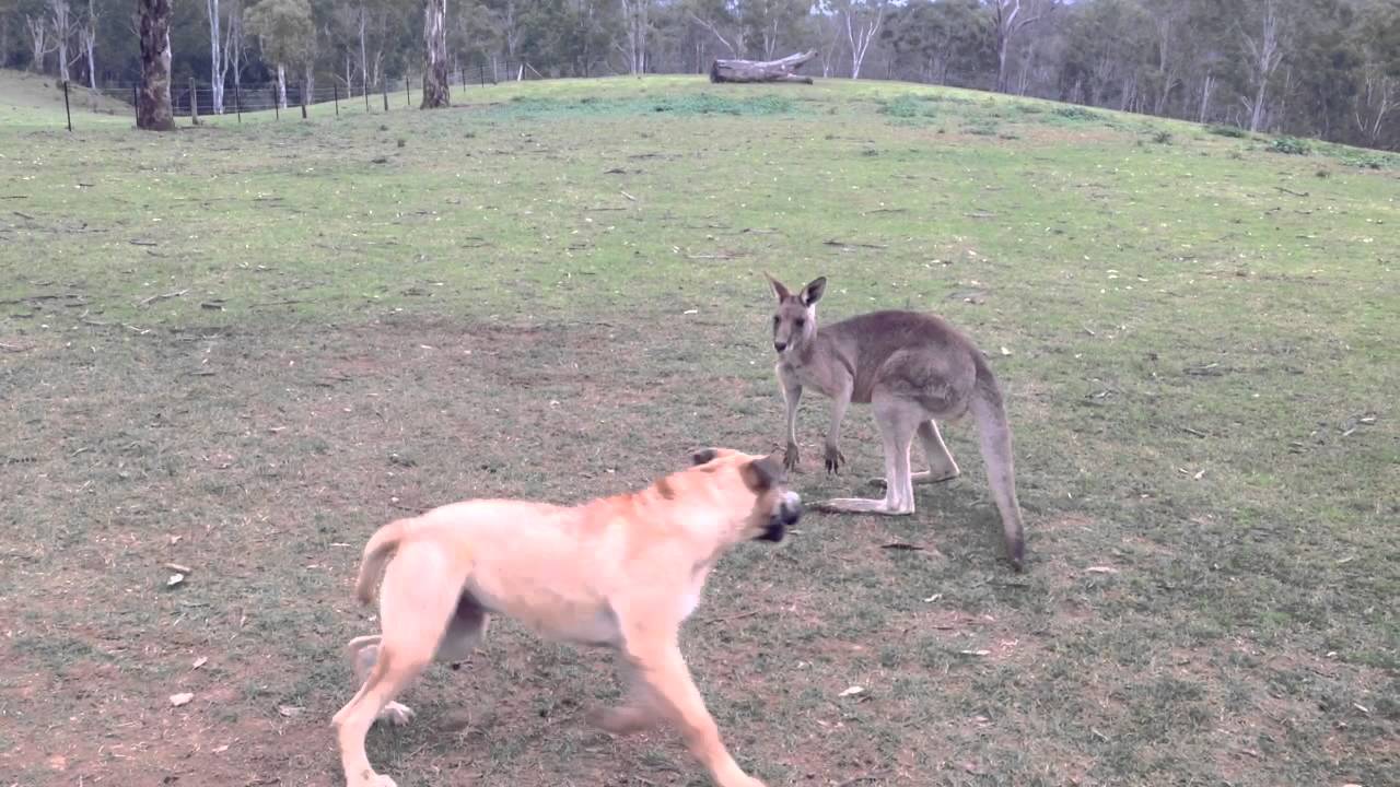 Dog And Kangaroo Play Tag - YouTube