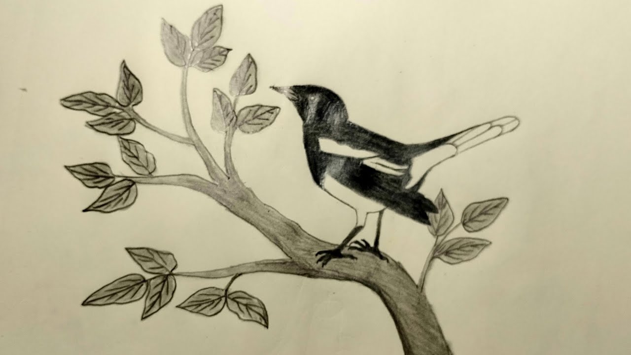 How to draw Magpie Robin/Dowel bird step by step / easy drawing ...