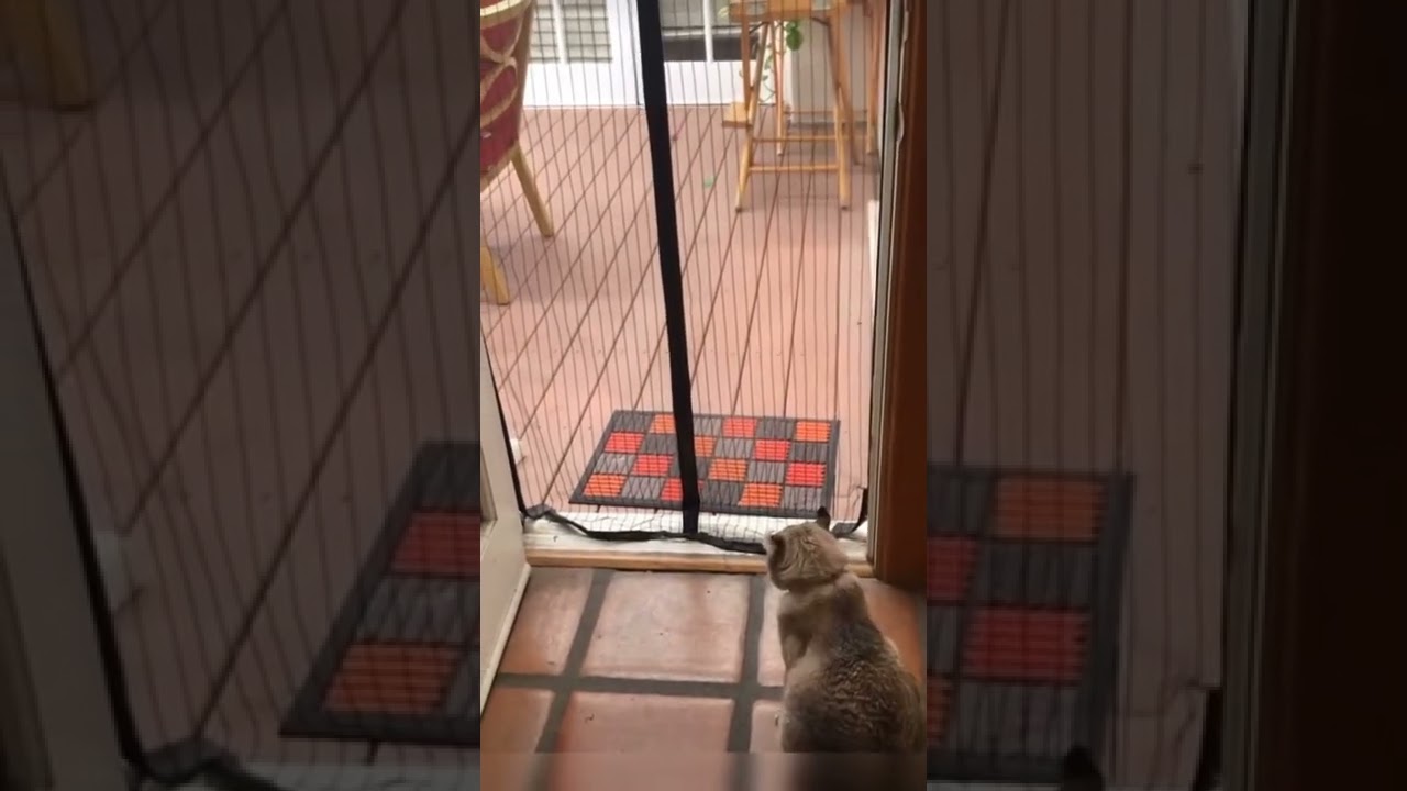 Kucing Terbang😁 - YouTube