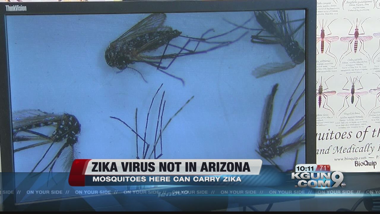 Mosquitos in Southern Arizona can carry Zika - YouTube