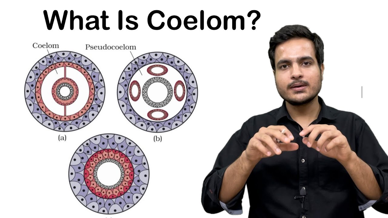 Acoelomate, Pseudcoelomate & Coelomate Animals | What is a Coelom ...