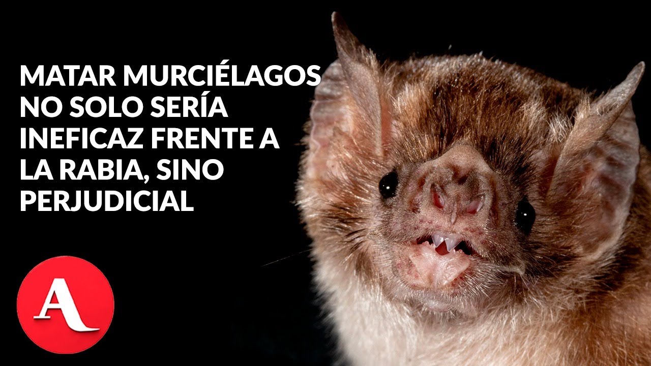 Ecólogo llama a no matar murciélagos y a reforzar vacunación ante ...