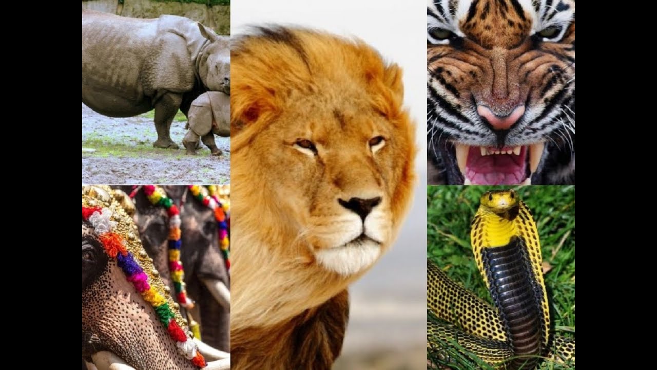 INDIA and its amazing creatures - YouTube