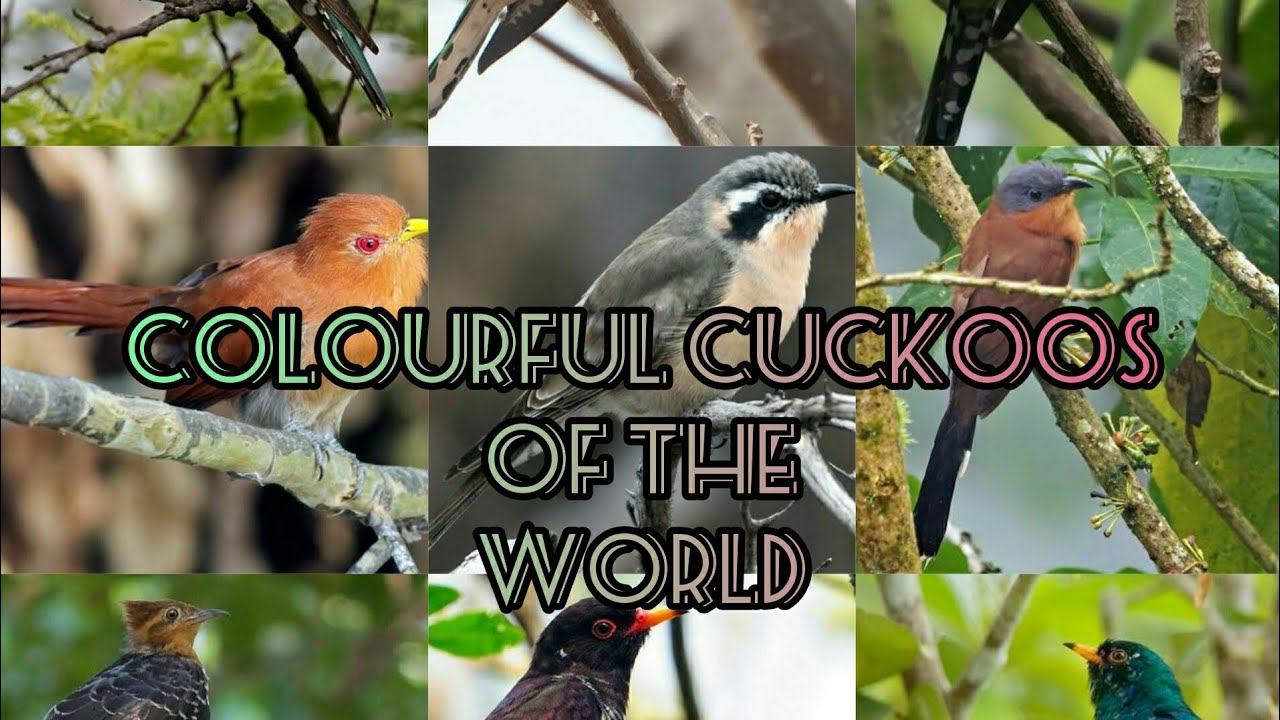 Cuckoos of the World (description, distribution and habitat along video ...