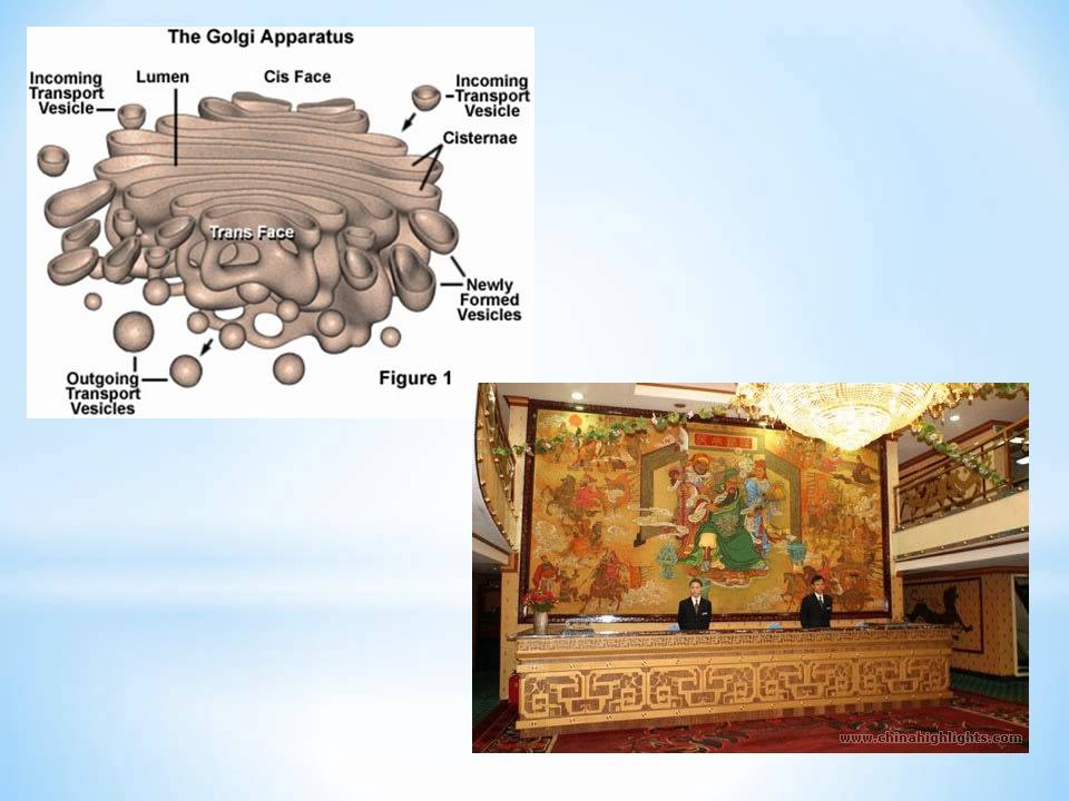 The Plant Cell as a Cruise Ship - YouTube