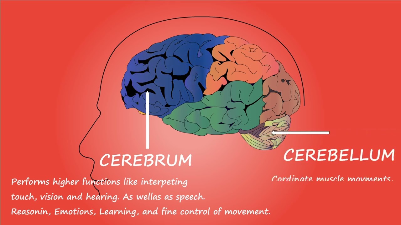 Human Brain Function Name & Their Location 3D - Brain Anatomy 🤓 - YouTube