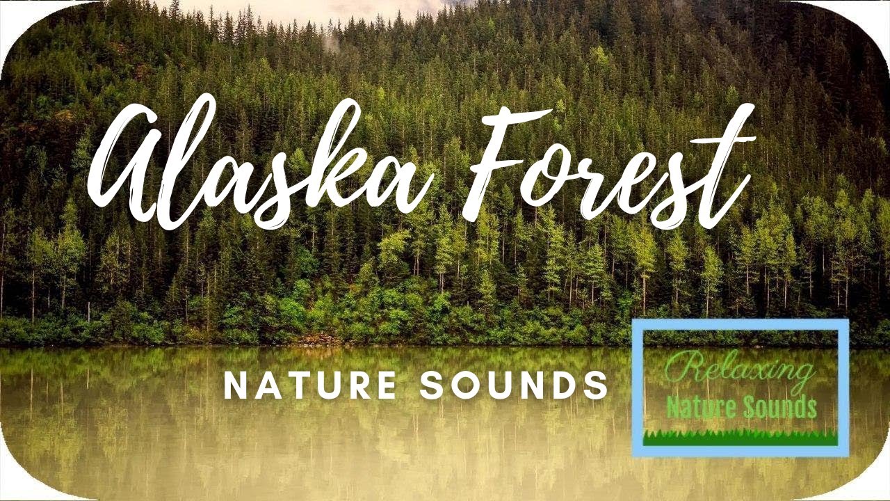 🍃 Heavy Wind USA Alaska Forest Sound for Stress Relief, Study ...