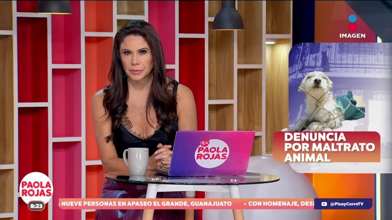 ¿Qué ha pasado con la clausura del refugio animal “En Busca de un Hogar ...