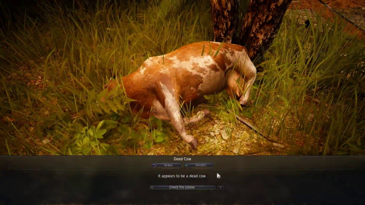 Black Desert Online Mision Death Of The Cows #BDO - YouTube