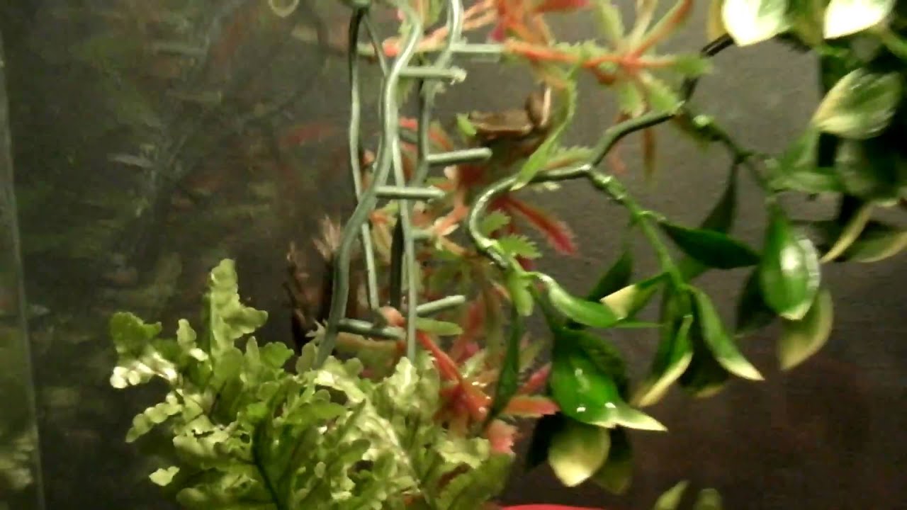 green tree frogs eating crickets Gecko Guy- - YouTube