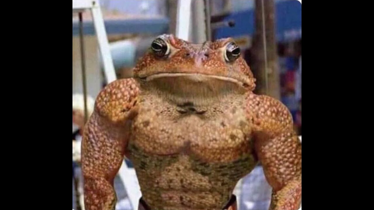 Sapo bombado vai ao espaço, veja no que deu - YouTube