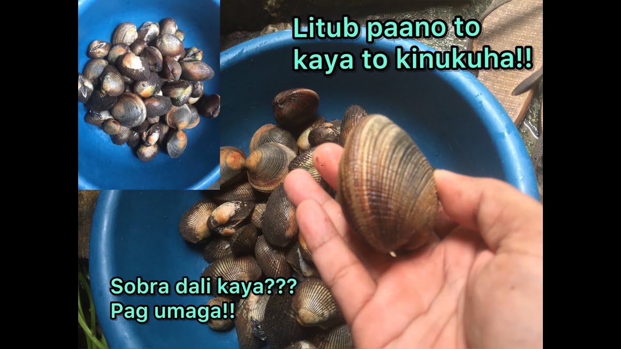 Litub ( clap shell) ang dami kht malakas ang ulan #shell - YouTube