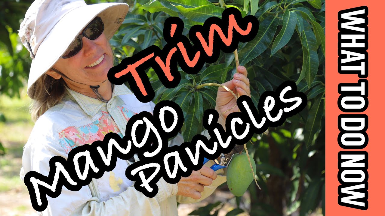 What To Do Now | Trim Mango Panicles - YouTube