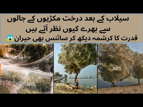 why trees are covered with spider's web after floods || spider, web and ...