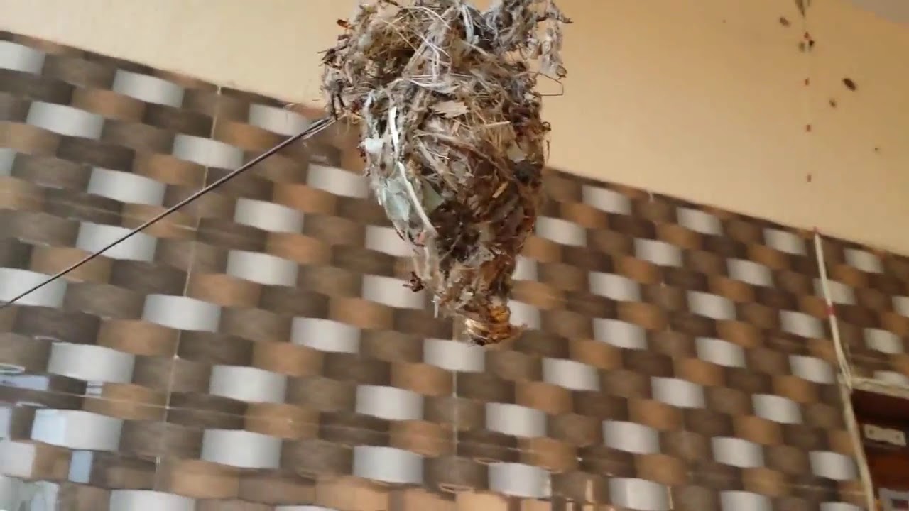 Hummingbird nest in house - YouTube