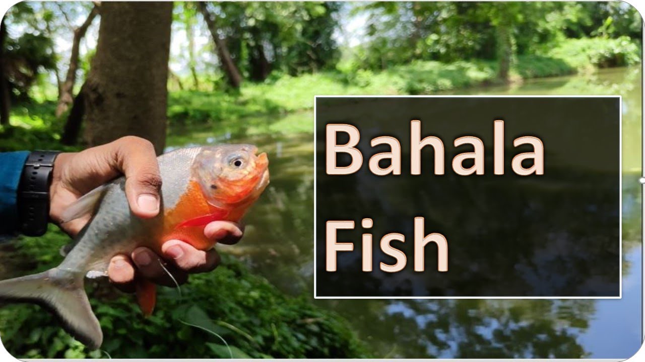 Village Big Size Bahala Fish Hunting | Awesome Fishing Technique | One ...