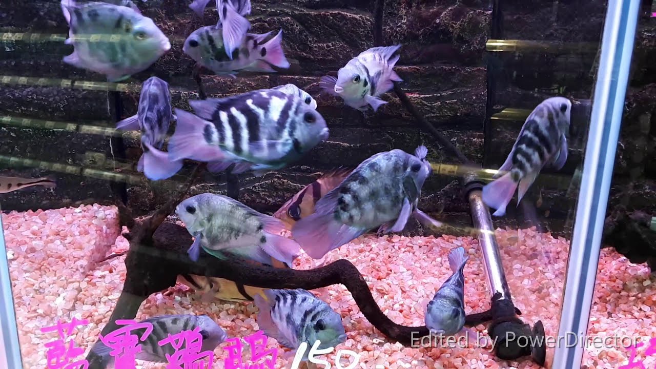 Polar Blue Parrot Fish/Polar Blue Convict Parrot Cichlid/mini blue ...
