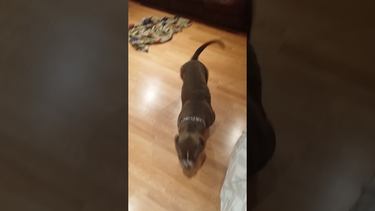 American bully classic 1 year old - YouTube