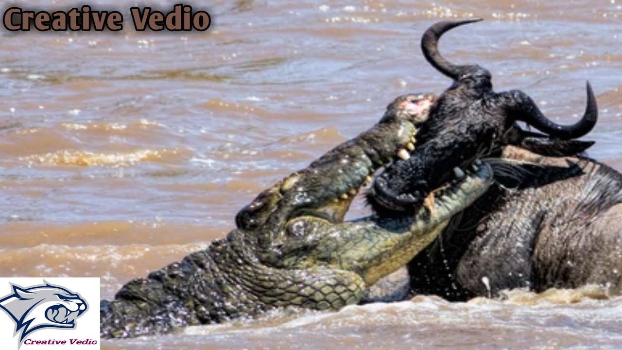 wild animals videos , Creative Vedio ,wild animals fight to the death ...