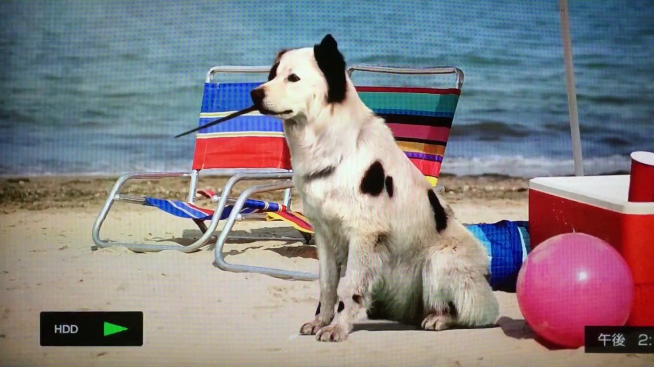 【Dog with a Blog】Disney channel opening - YouTube