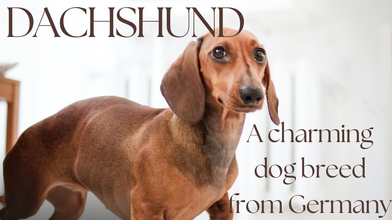 Dachshund: A charming dog breed from Germany - YouTube