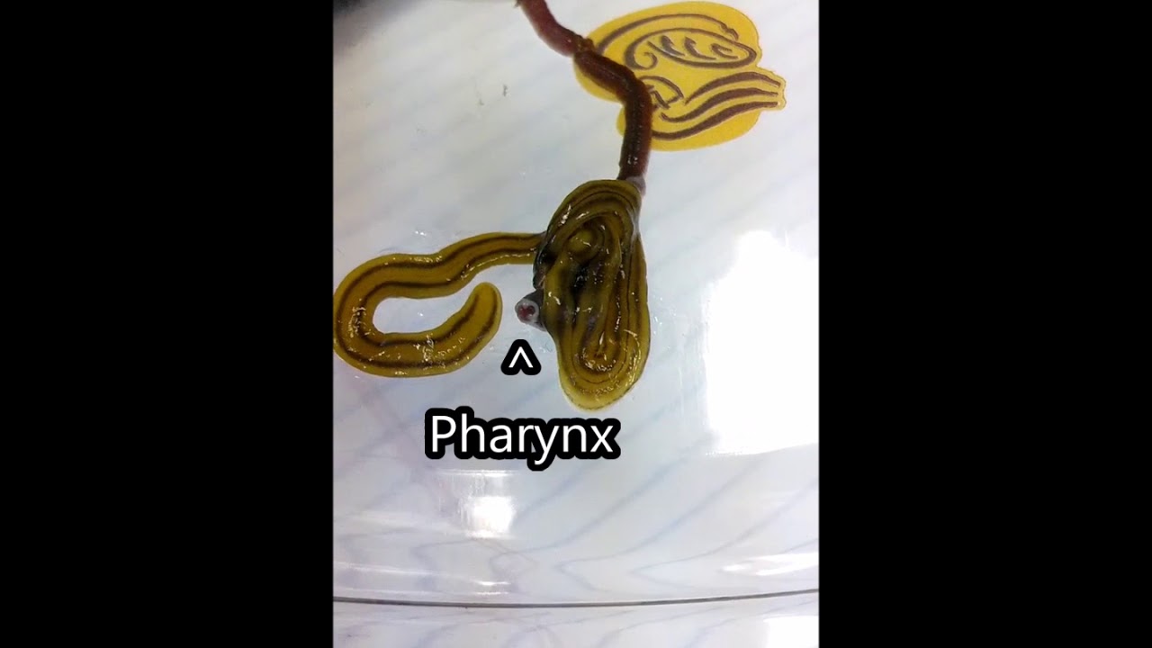 Predatory Flatworm digests and earthworm - YouTube