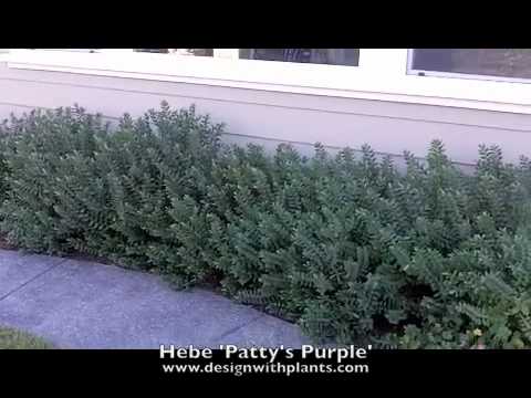 Hebe 'Patty's Purple' - YouTube