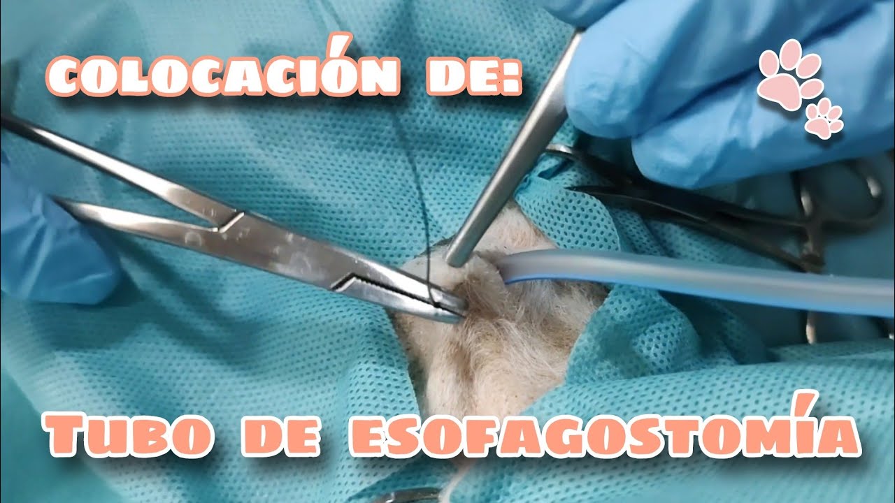 Esofagostomía en Medicina Veterinaria - YouTube