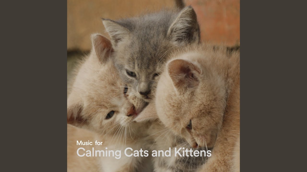Music for Calming Cats and Kittens, Pt. 3 - YouTube