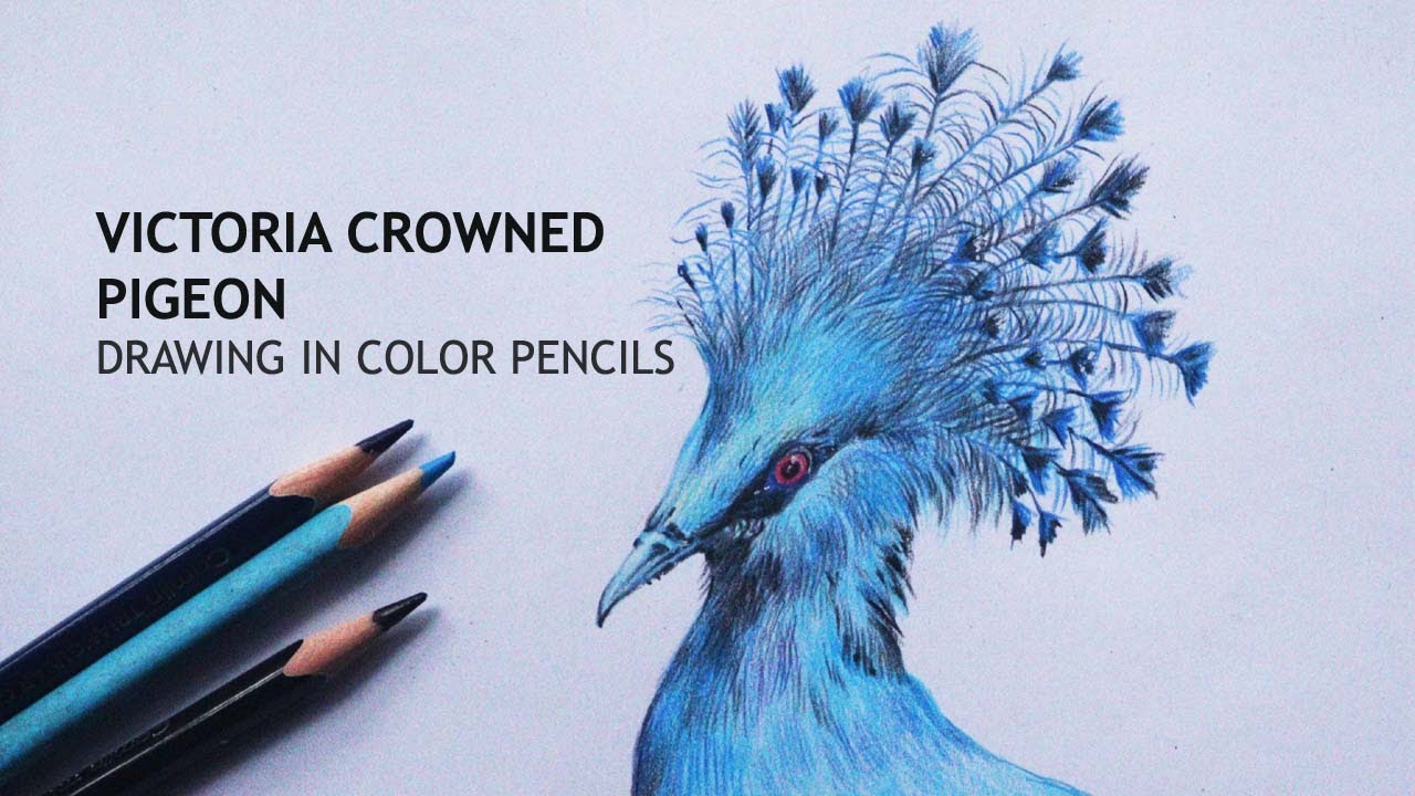 How to draw a Pigeon | Victoria crowned pigeon drawing | bird drawing ...