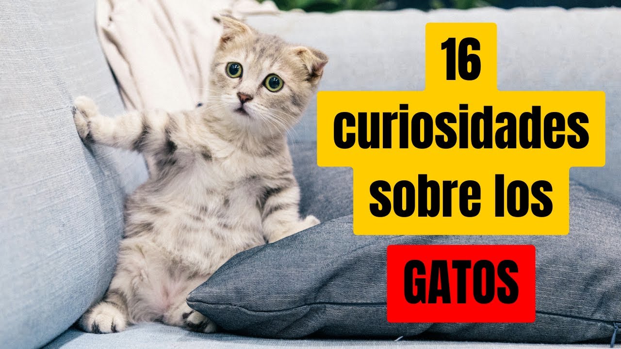 16 CURIOSIDADES sobre los GATOS en 4 minutos - YouTube
