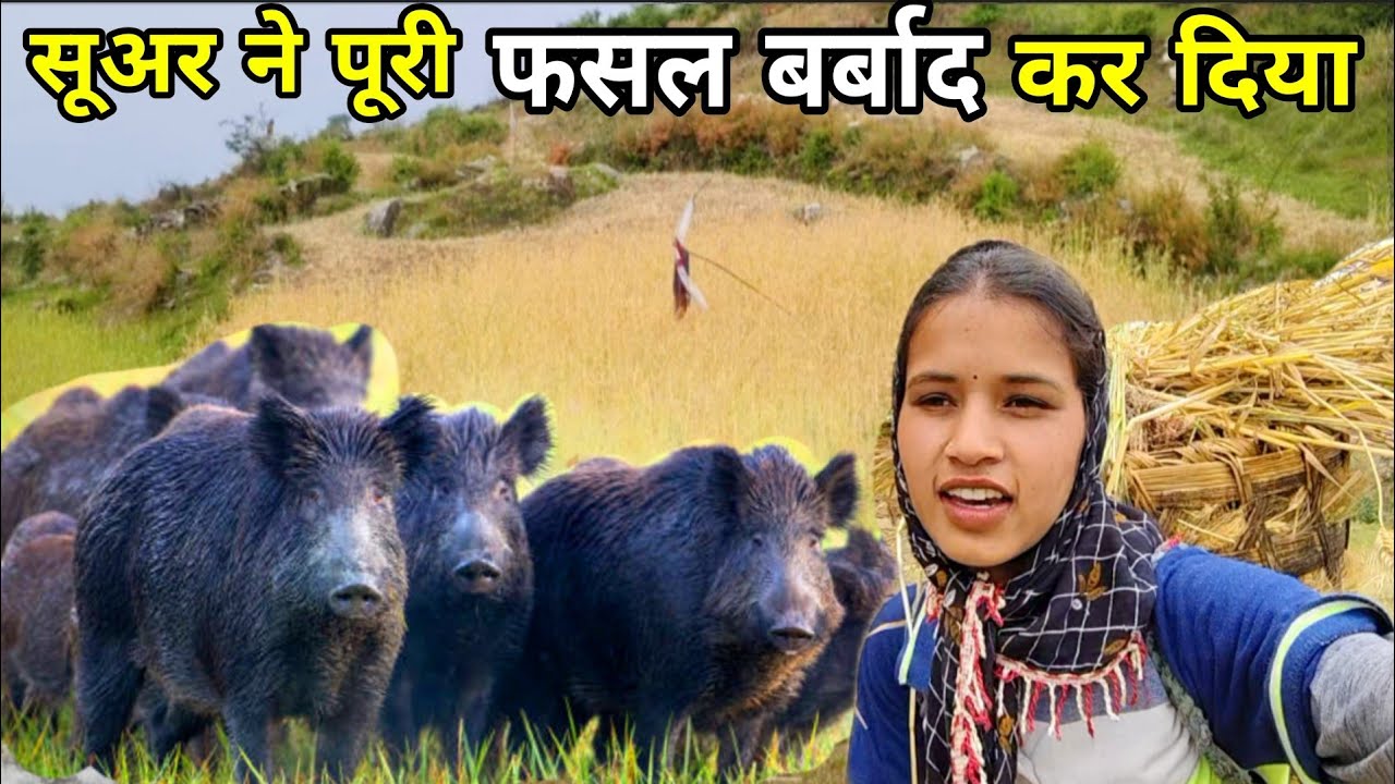 मौसम देख कर डर लग रहा है ll Pahadi Lifestyle Vlog ll Rashmi Bisht Uk 11 ...