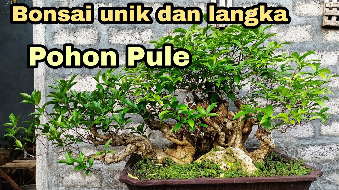 Bonsai pohon pule yang unik dan langka - YouTube