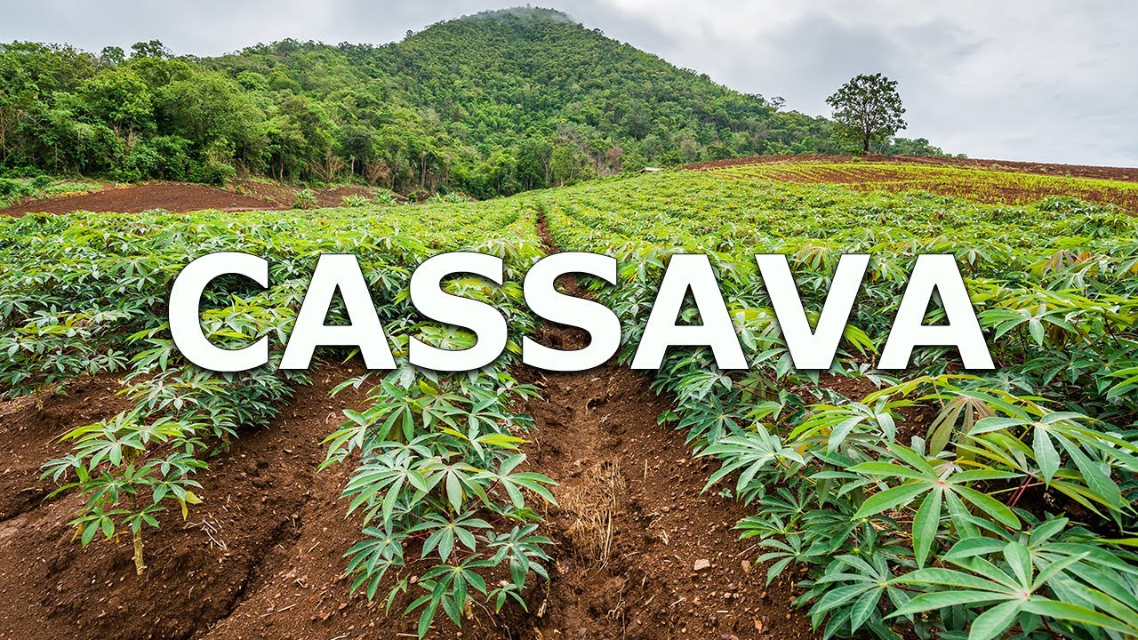 Cassava Plantation