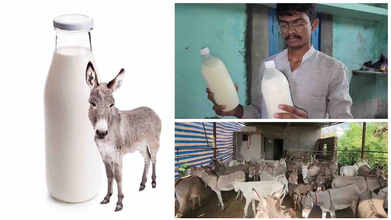 Gujarat Man Sets Up Donkey Farm, Sells Milk Online At Rs 5,000 A Litre ...
