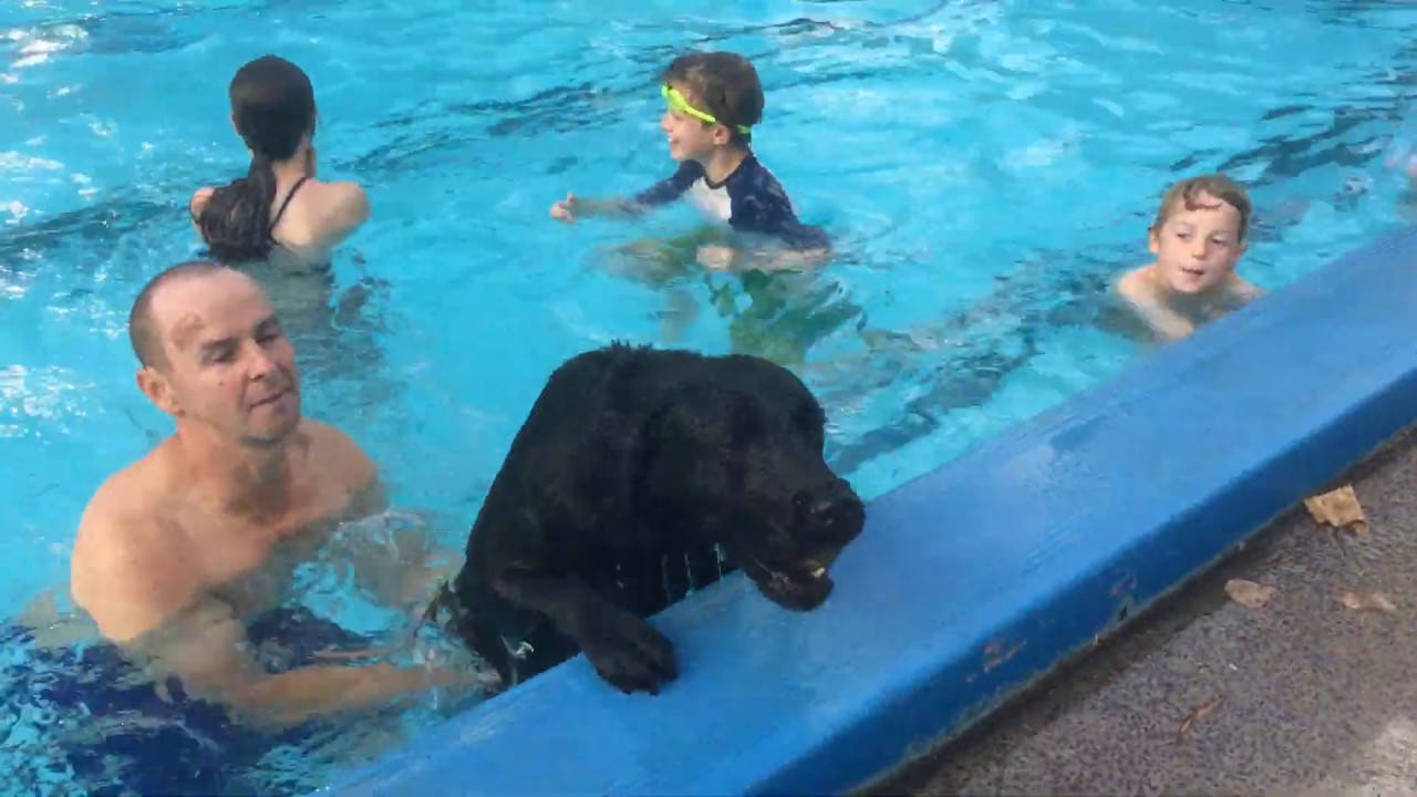 Belgrave Swimming Pool - Dog Swim - YouTube