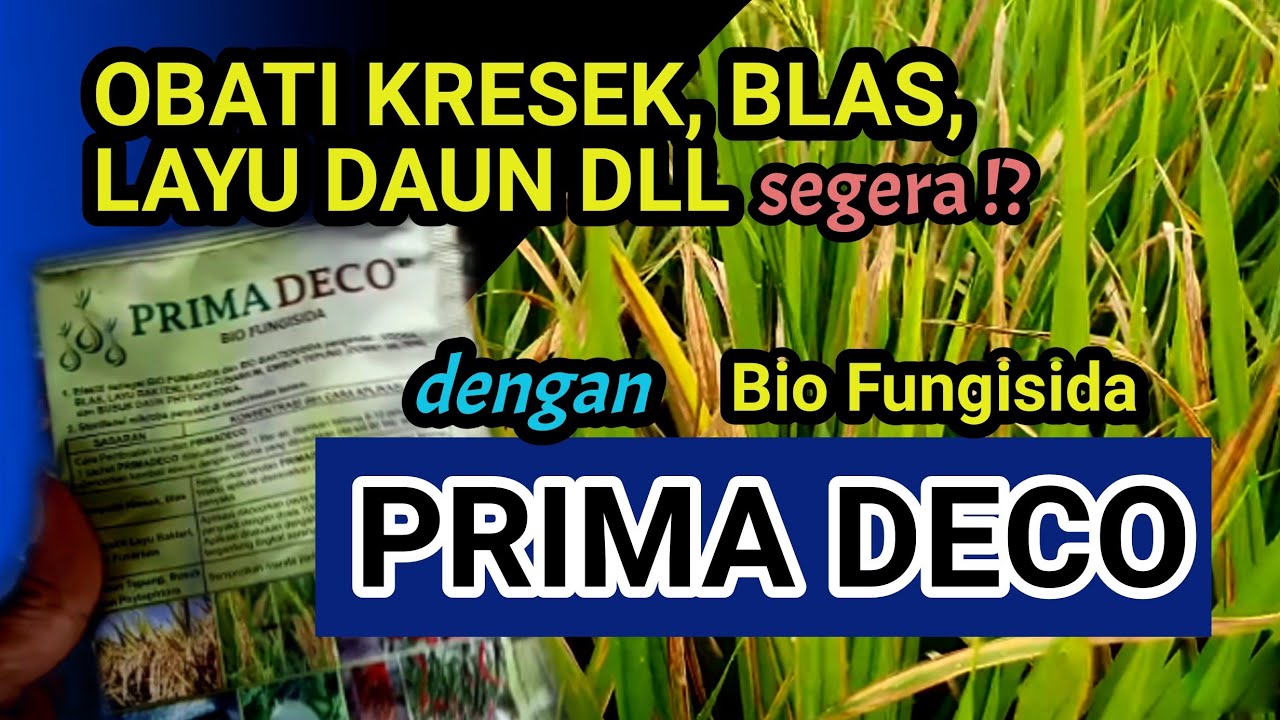 PRIMA DECO ( BIO FUNGISIDA ) bisa atasi Kresek, Blas, Layu daun DLL !! Bikin tetangga geleng ...