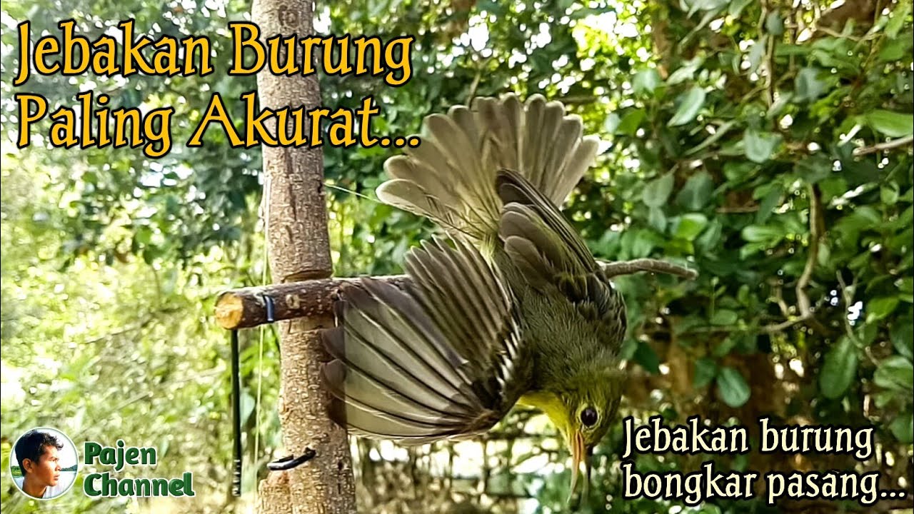 Jebakan Burung Kecil Dari Ranting Kayu - Jebakan burung bongkar pasang ...