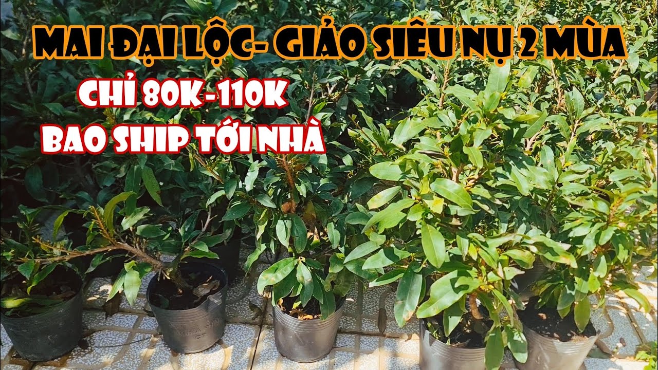 Ngày 07/01. Mai Đại Lộc, Giảo Siêu Nụ 2 Mùa Chơi Tết Giá Chỉ 80k-110k.☎ ...