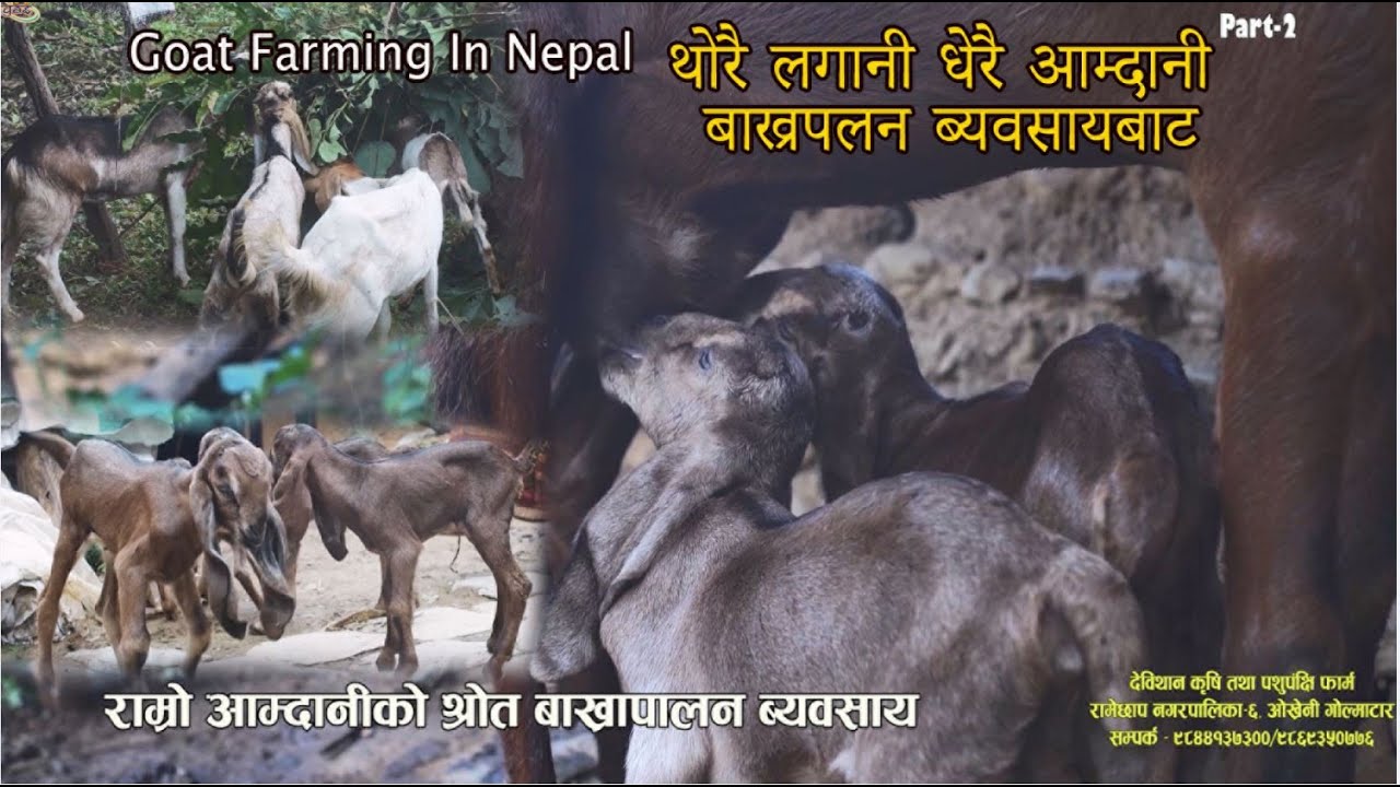 Goat Farming In Nepal थोरै लगानिबाट धेरै आम्दानी Simply The Goat ...