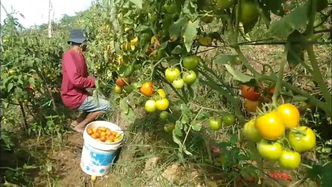 Panen Tomat Jenis Servo F1 - YouTube