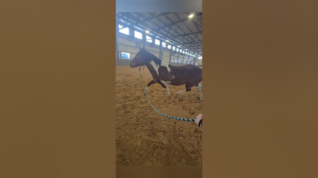 #CAN YOU GUESS?#DO YOU LIKE HORSES? - YouTube