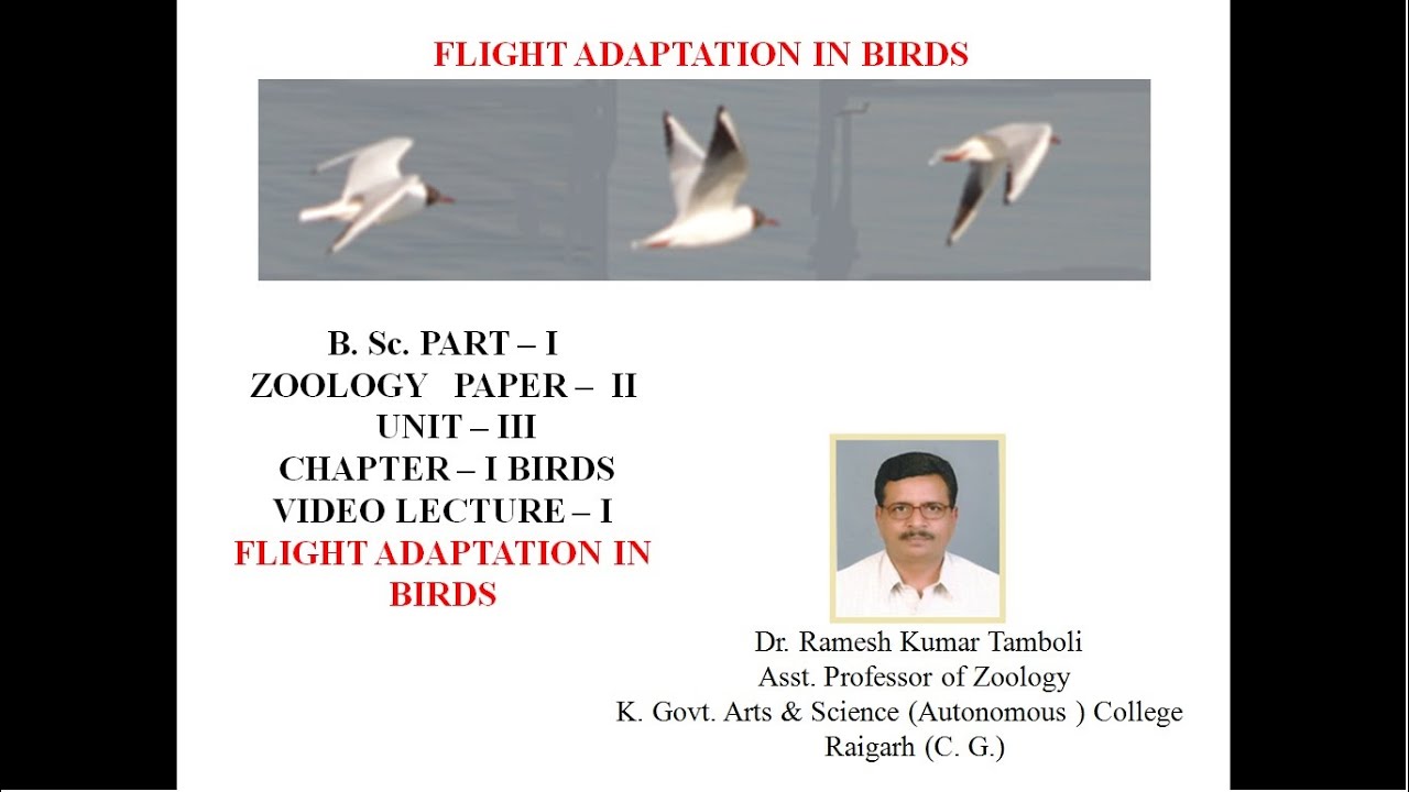 FLIGHT ADAPTATION IN BIRDS | LIVE CLASS 12.01.2021 | ZOOLOGY | By Dr. R ...