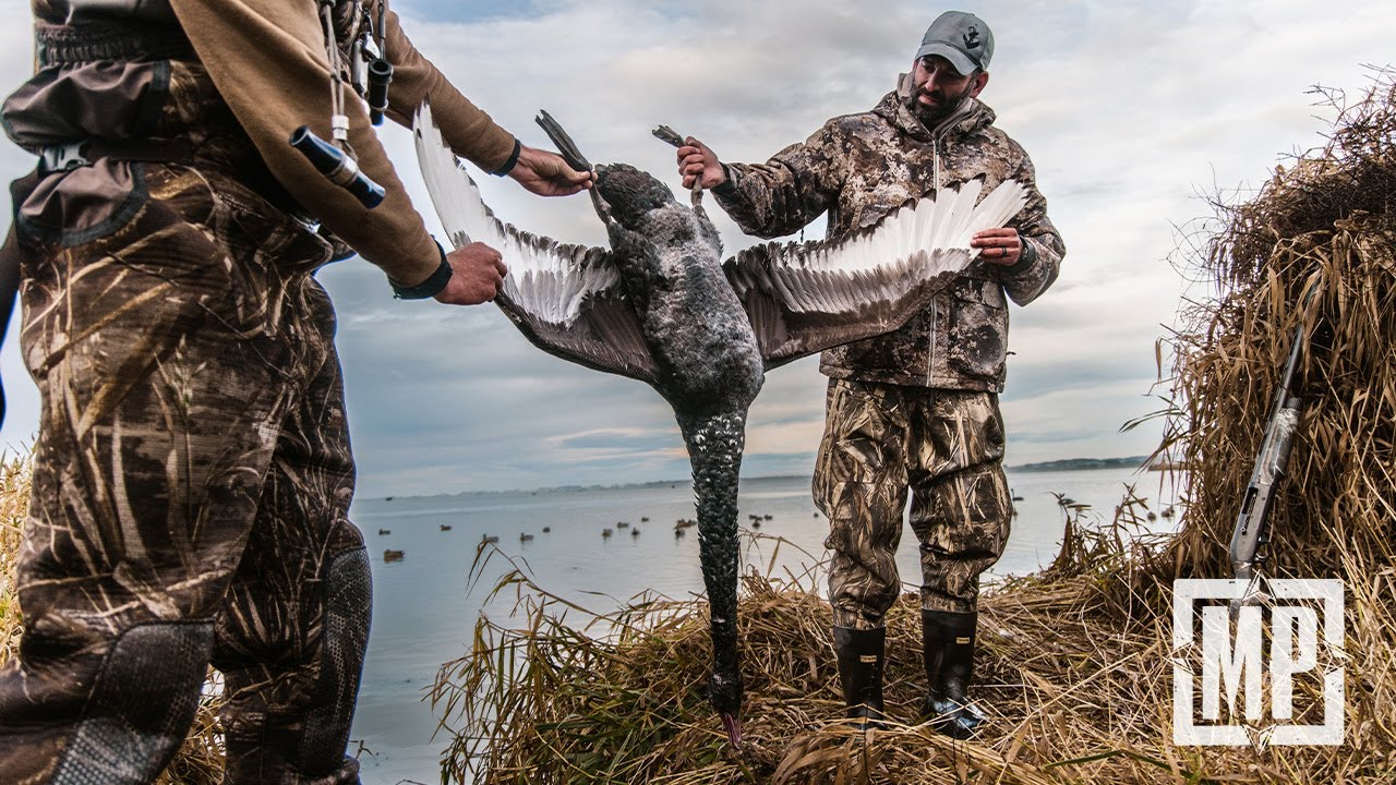 Hunting Black Swan and Shoveler: New Zealand | The Journey Within ...
