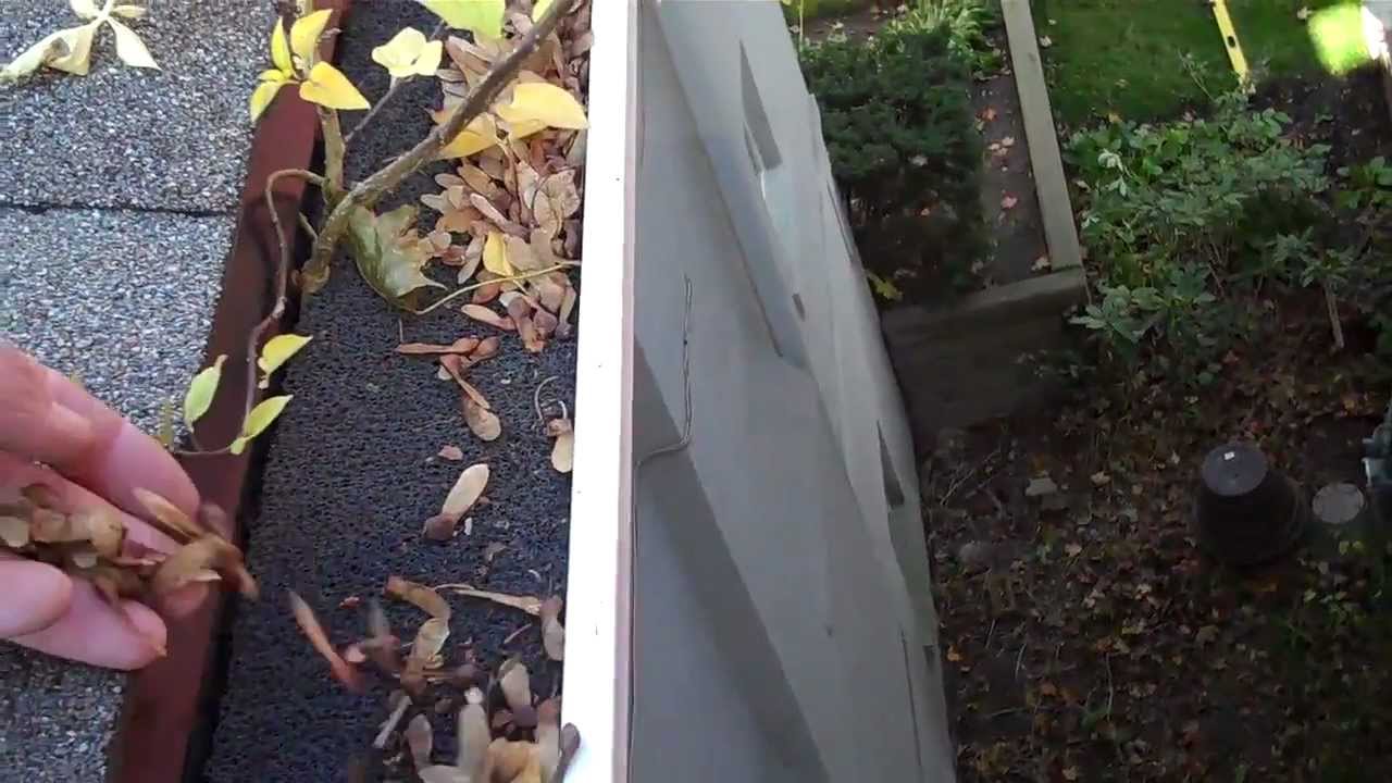 Trees Growing Out Of Sponge Leaf Guard - YouTube