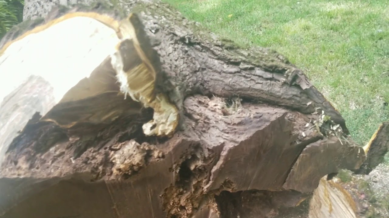 Pushing trees - YouTube