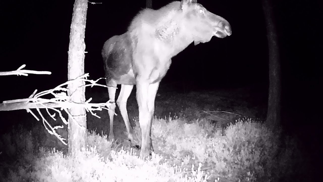 elch / wildkamera denver wct-3004 - YouTube