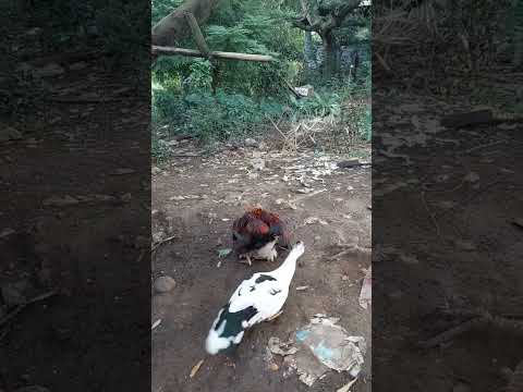 Chicken and Duck Love Affair continues