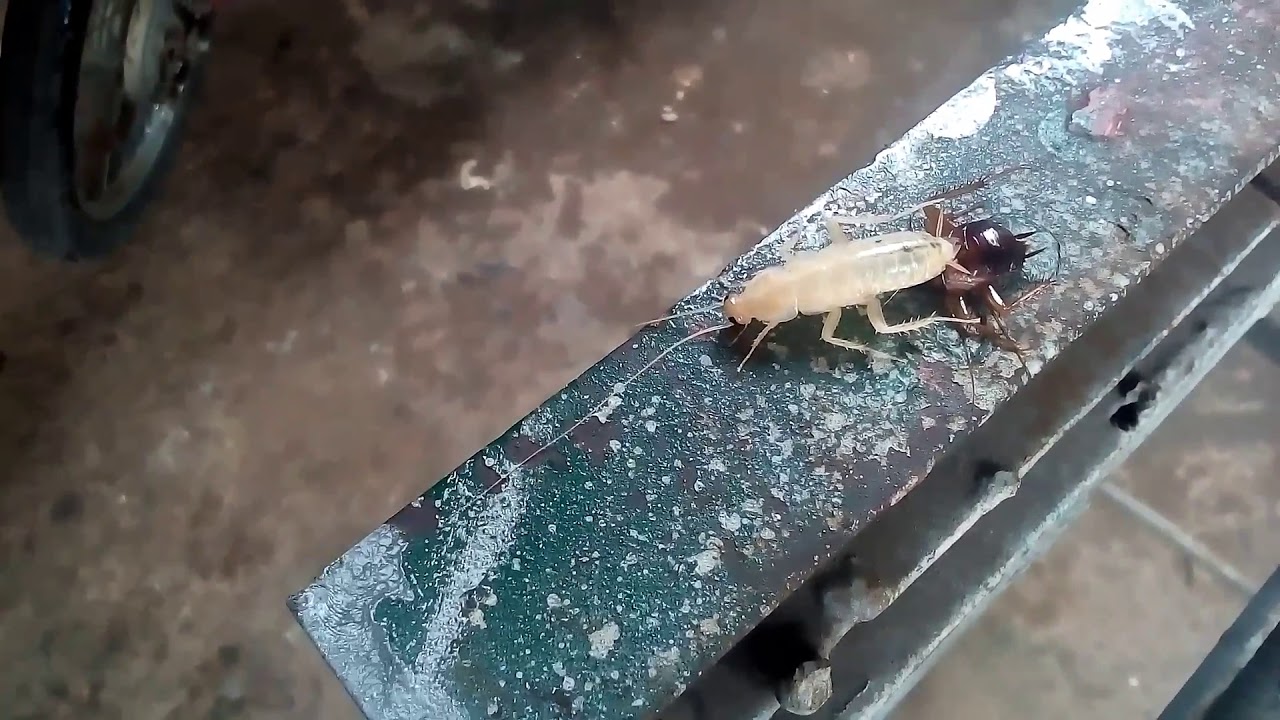 Metamorfosis de la cucaracha 3 - YouTube