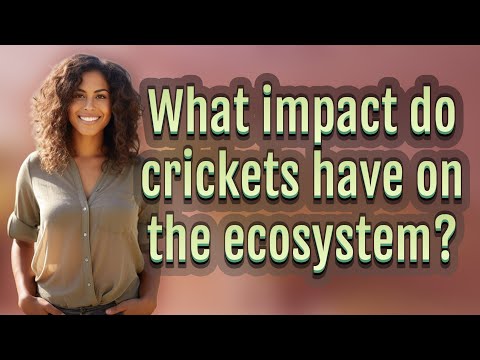 Why Are Crickets Important To The Ecosystem